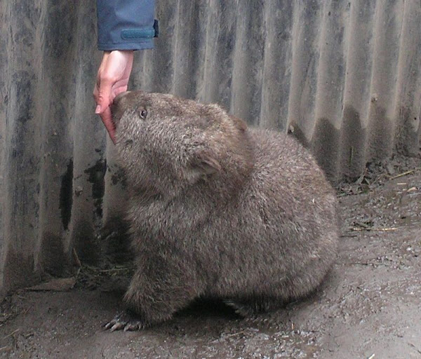 Wombat | Project Noah