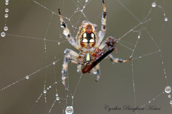 Western Spotted Orbweaver | Project Noah
