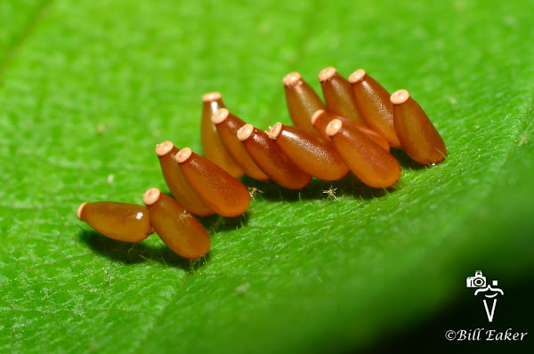 Assassin Bug Eggs | Project Noah