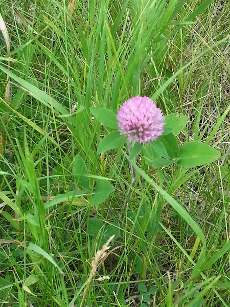 Red Clover | Project Noah