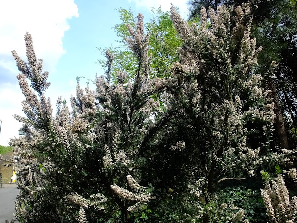 Tree Heath | Project Noah