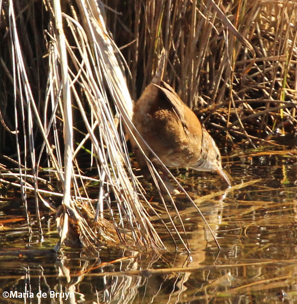 Marsh wren | Project Noah