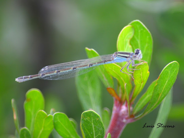 Damselfly | Project Noah