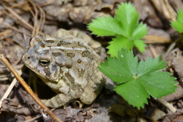 Fowler's Toad | Project Noah