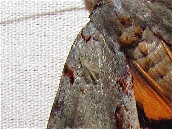 Woody Underwing | Project Noah