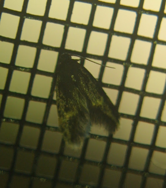 Unknown Moth | Project Noah