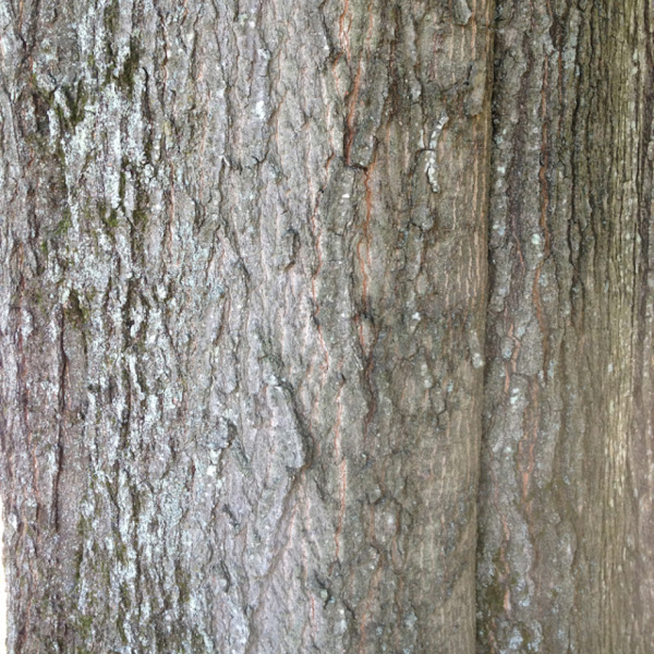 Pin Oak | Project Noah