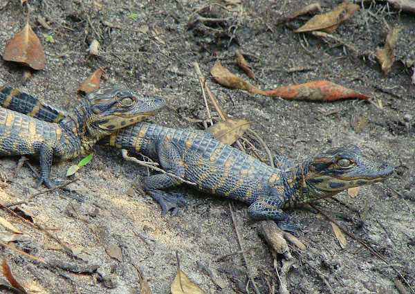 American Alligator Hatchlings | Project Noah