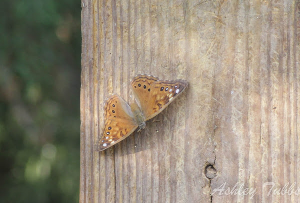 Hackberry Emporer | Project Noah