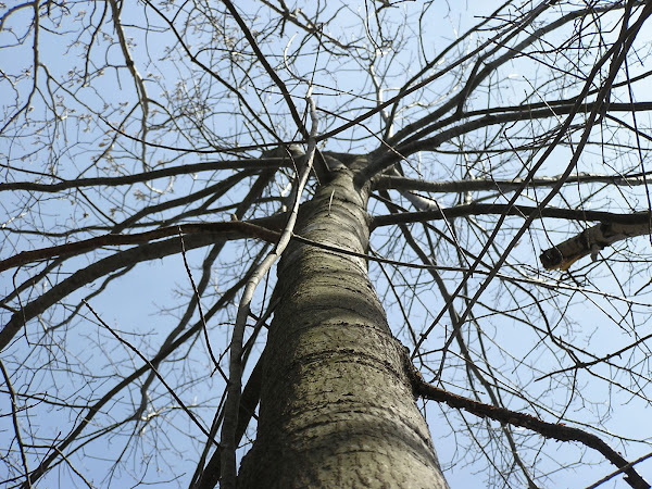 Northern Red Oak | Project Noah