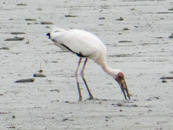 Milky Stork | Project Noah