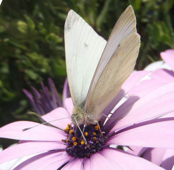 Mariposa de la col, Small Cabbage White | Project Noah