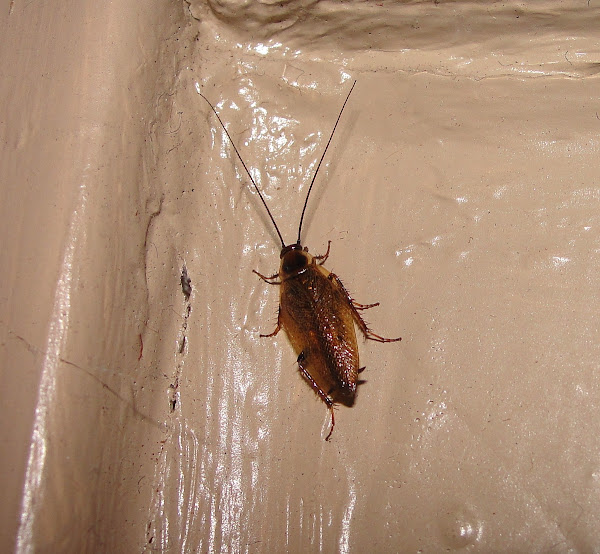 Dusky Cockroach | Project Noah