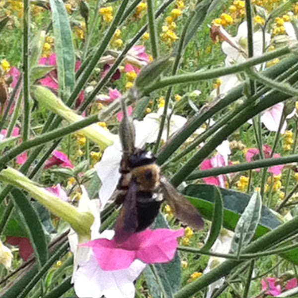 Bumblebee | Project Noah