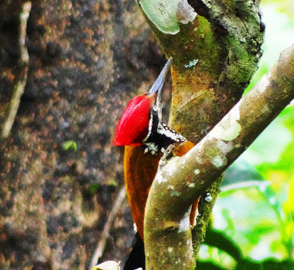 Greater Flameback | Project Noah