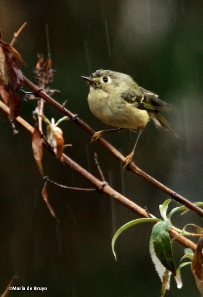 Ruby-crowned kinglet | Project Noah