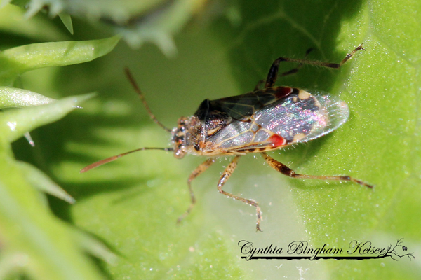 Hyaline Grass Bug | Project Noah