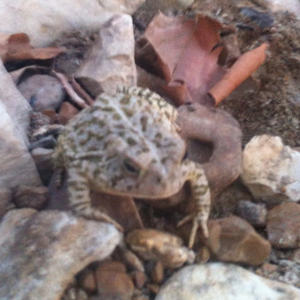Fowler's toad | Project Noah