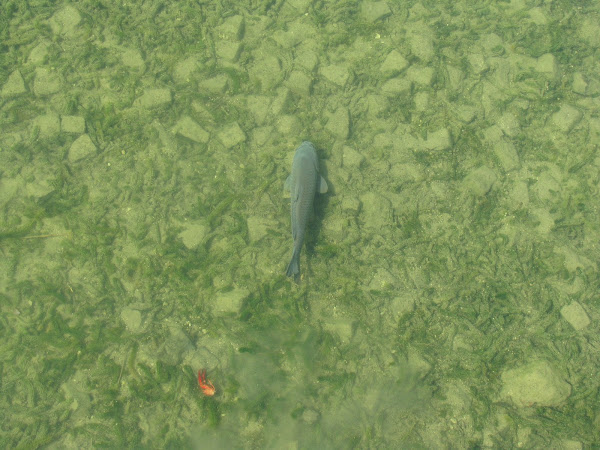 Common carp | Project Noah