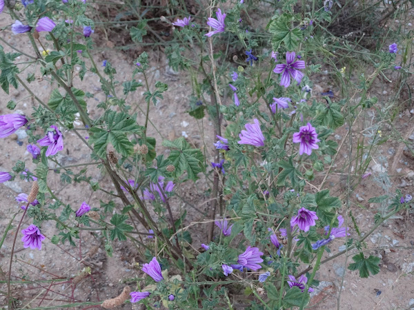 Common Mallow | Project Noah