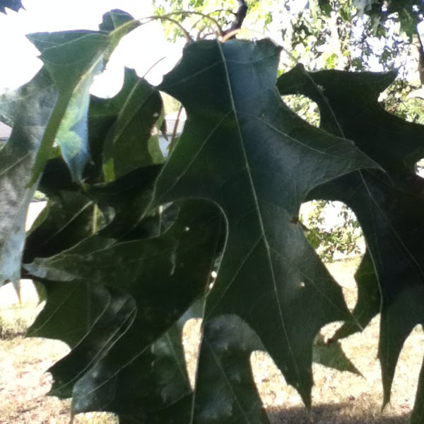 Black Oak | Project Noah