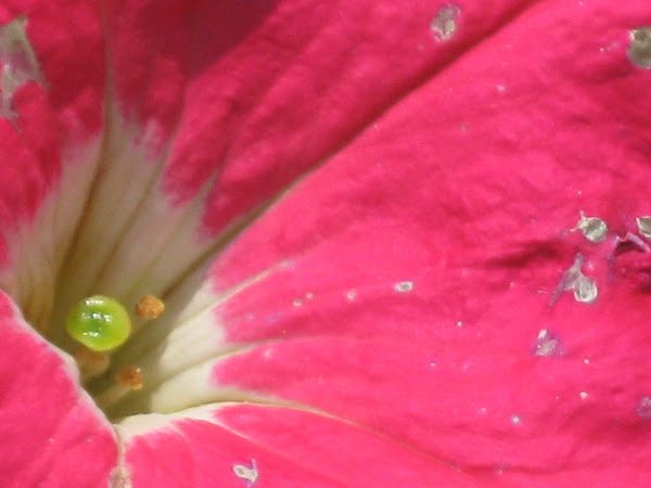 Petunia | Project Noah