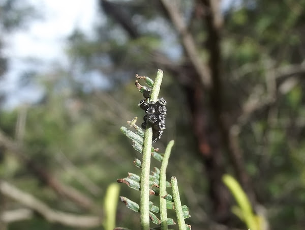 Eggs of predatory shield bug | Project Noah