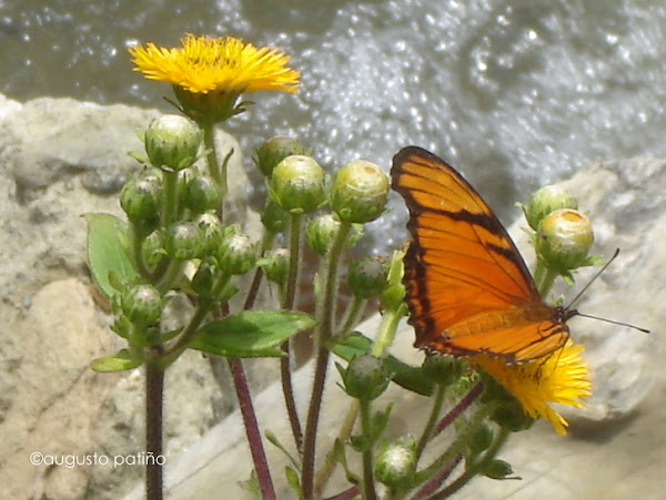 Juno longwing | Project Noah