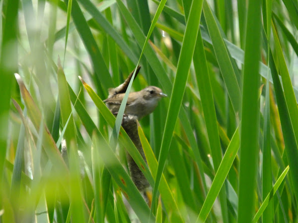 Marsh wren | Project Noah