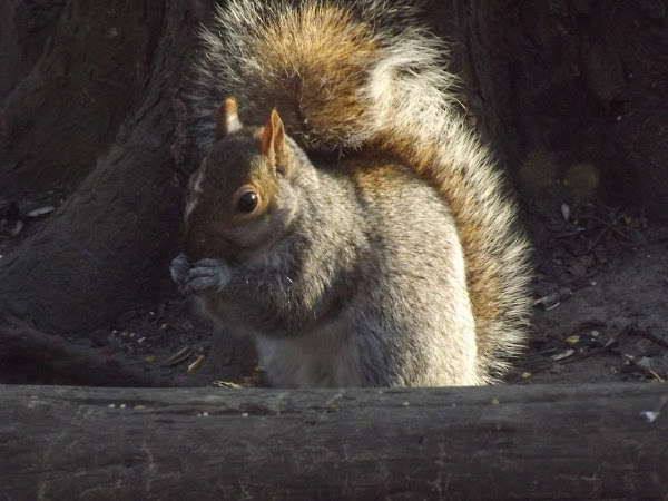 Eastern Gray Squirrel | Project Noah