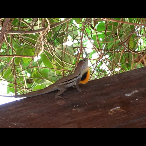 Striped Anole | Project Noah