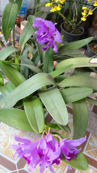 Cattleya orchid | Project Noah