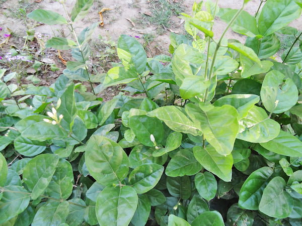 Arabian Jasmine | Project Noah