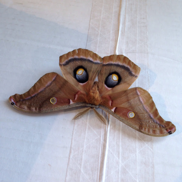 Polyphemus Moth | Project Noah