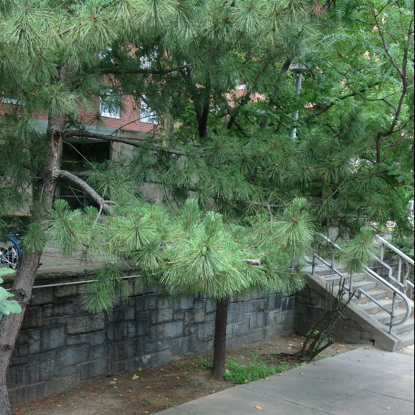 Red pine | Project Noah