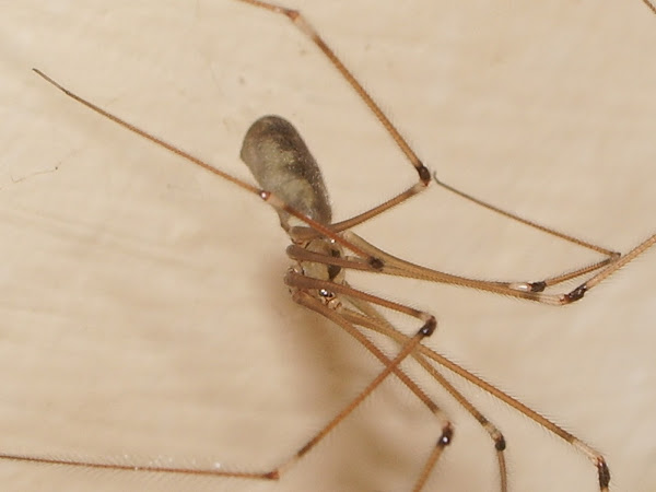 Cellar Spider(Daddy Long Legs) | Project Noah