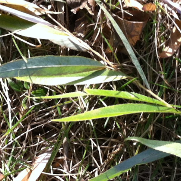 Weeping Willow | Project Noah