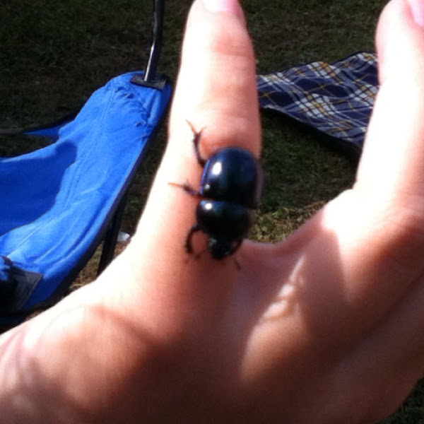 Dung Beetle | Project Noah