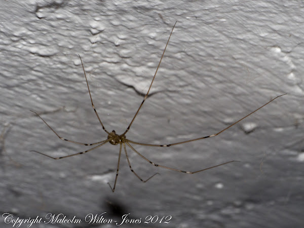 Daddy-long-legs Cellar Spider | Project Noah