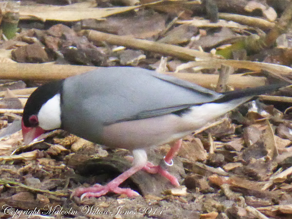 Java Sparrow | Project Noah