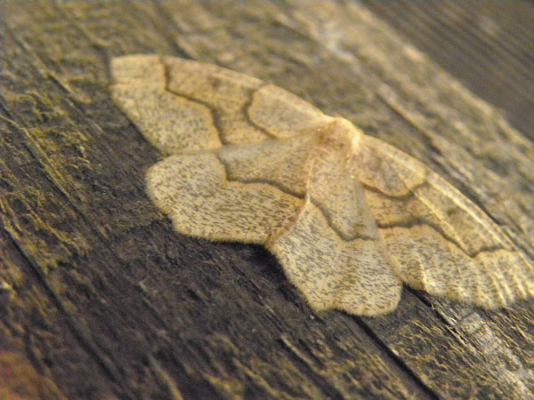 Hemlock Looper | Project Noah