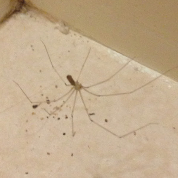 Cellar Spider | Project Noah