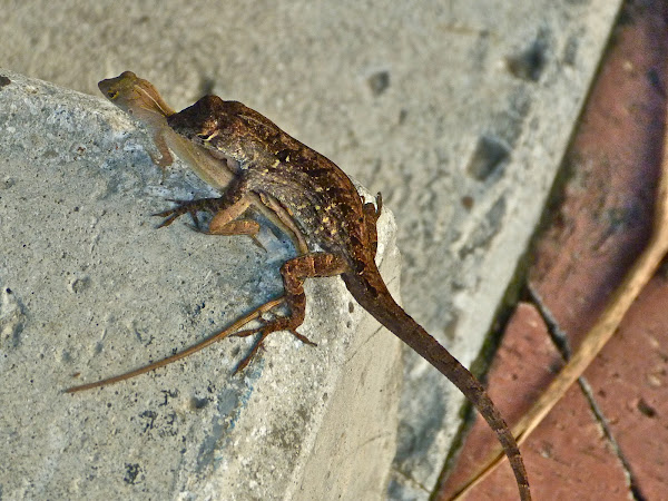 Brown anoles (mating) | Project Noah