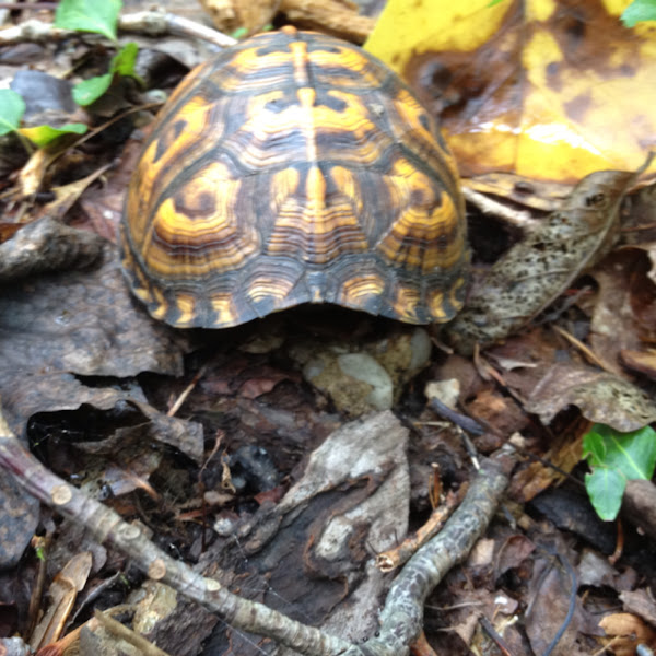 Eastern Box Turtle | Project Noah