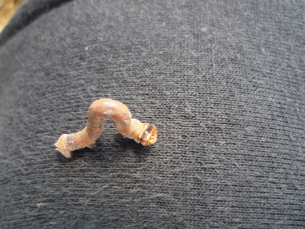 Inchworm | Project Noah