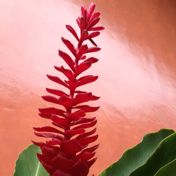 Ostrich Plume,Pink Cone Ginger,Red Ginger | Project Noah