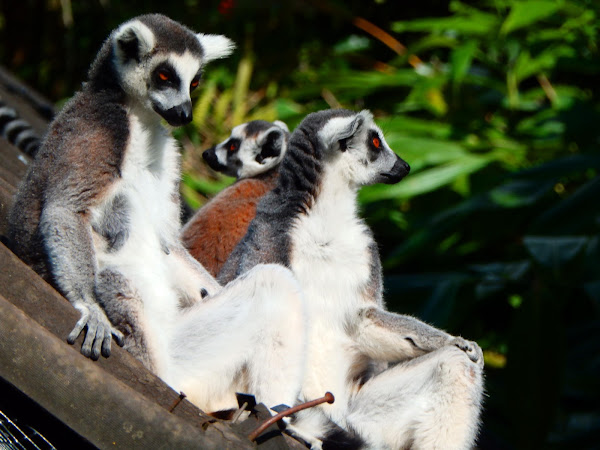 Ring-tailed lemur | Project Noah