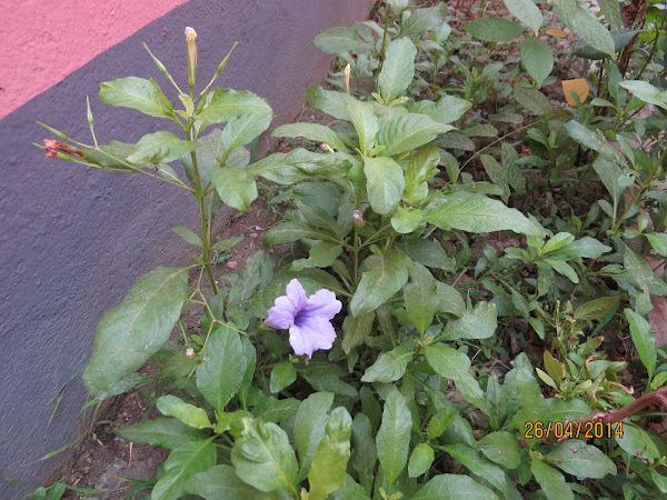 Desert Petunia | Project Noah