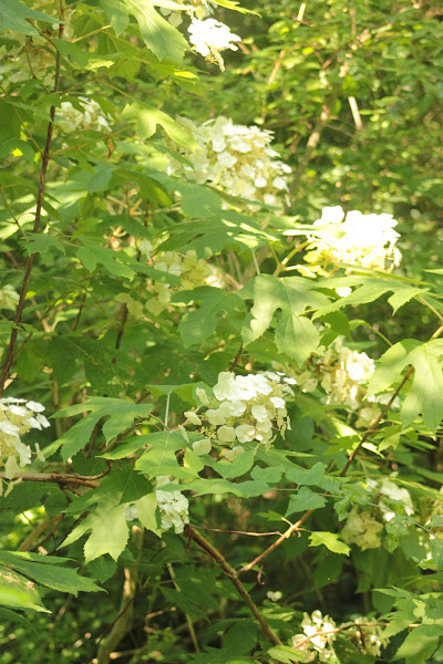 Oakleaf Hydrangea | Project Noah