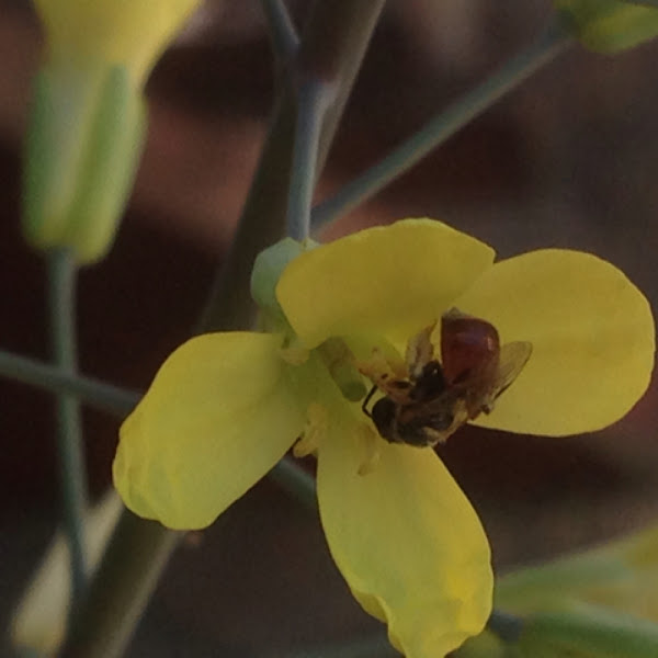 Small Carpenter Bee | Project Noah